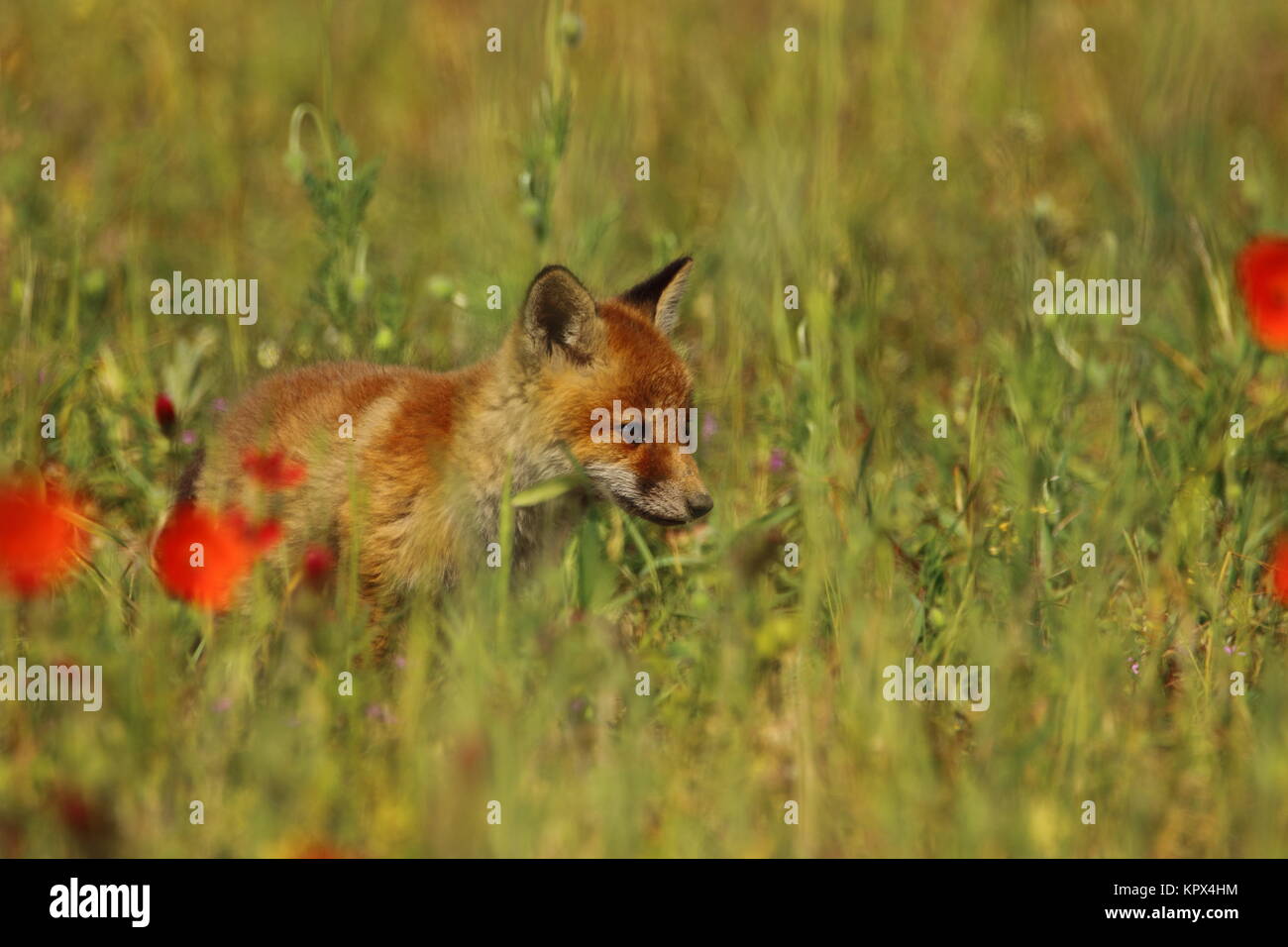 Fox in the poppy field Stock Photo - Alamy