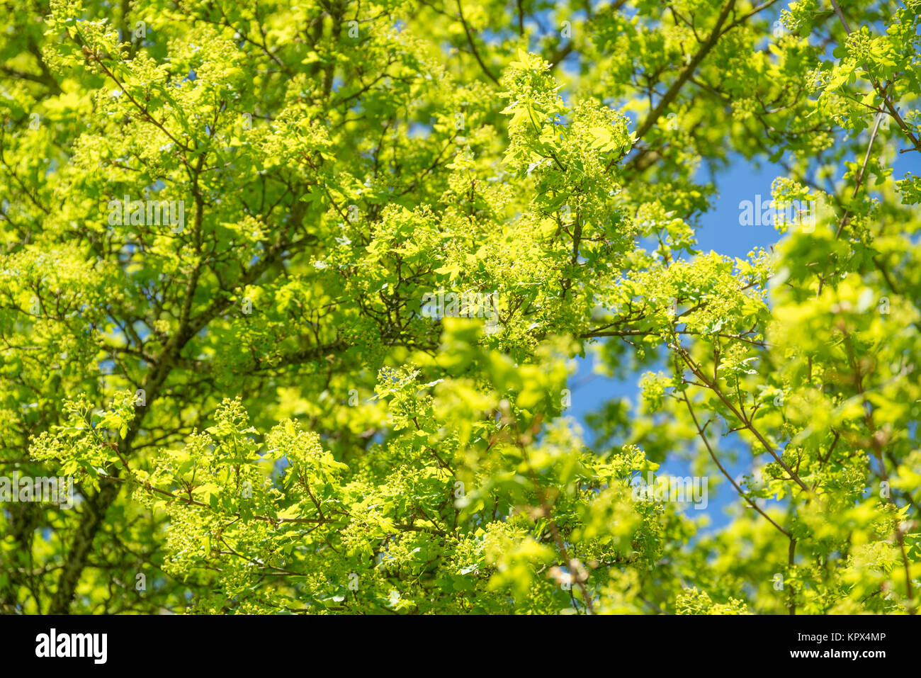 sunny illuminated green tree detail with blossoms and leaves at early ...