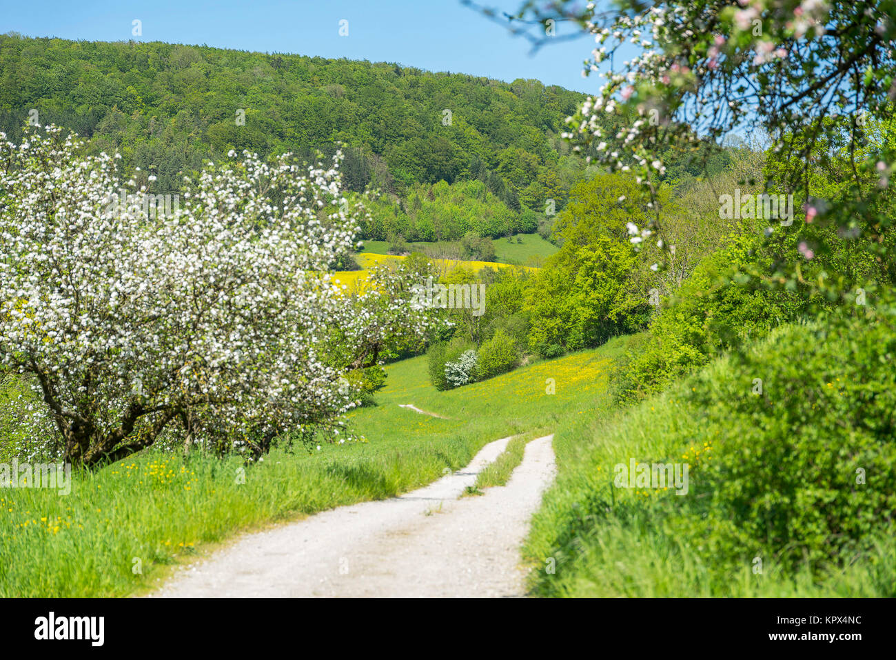 sunny illuminated idyllic field path at spring time in Hohenlohe, a ...
