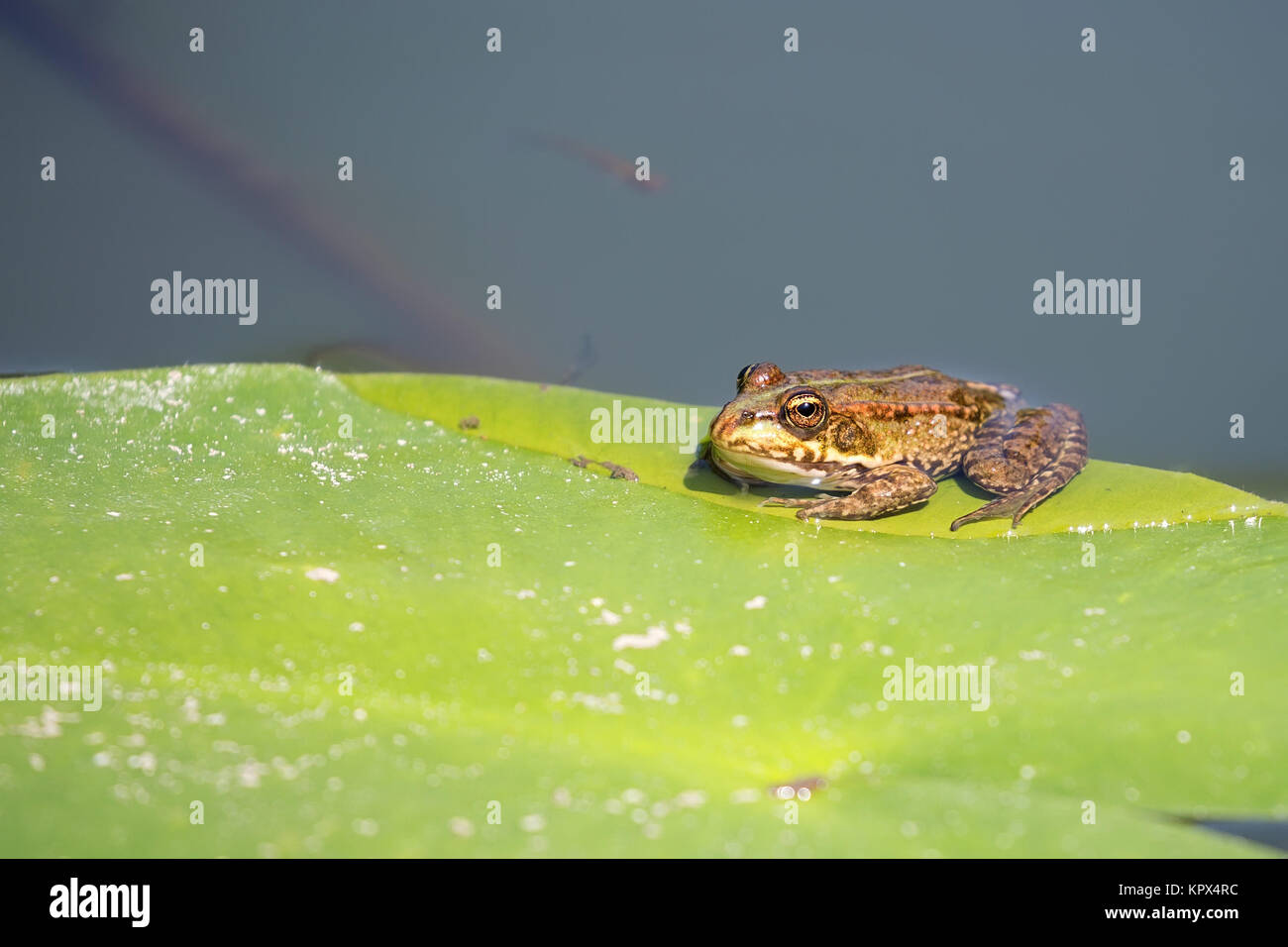 Green frog in the wild Stock Photo - Alamy