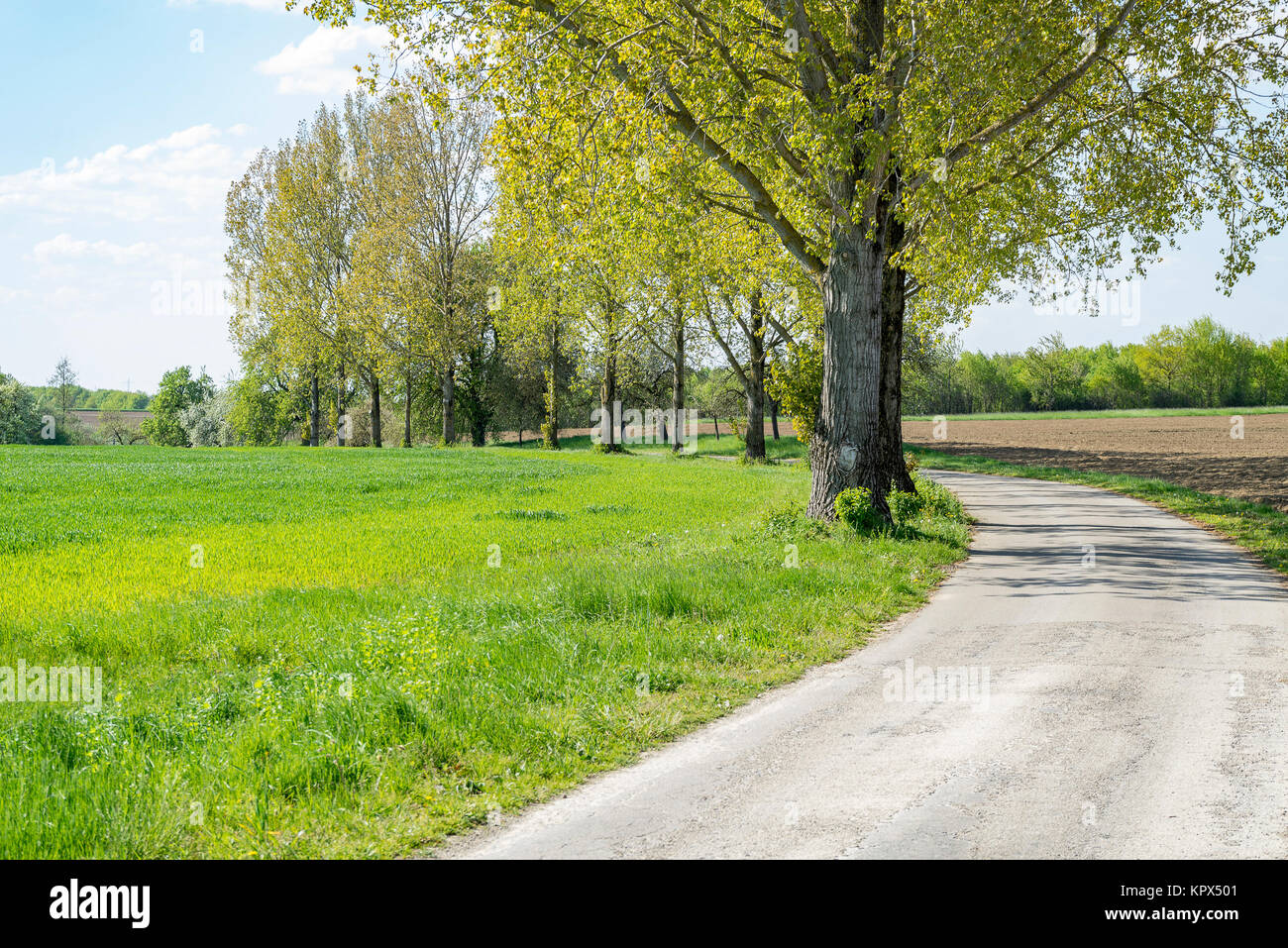 sunny illuminated idyllic field path at spring time in Hohenlohe, a ...