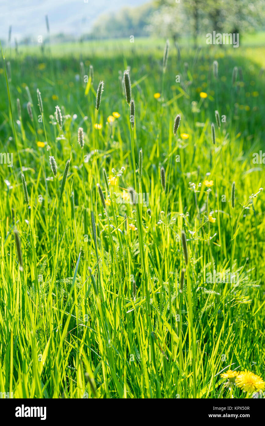 sunny illuminated grassland scenery at springtime in Southern Germany ...