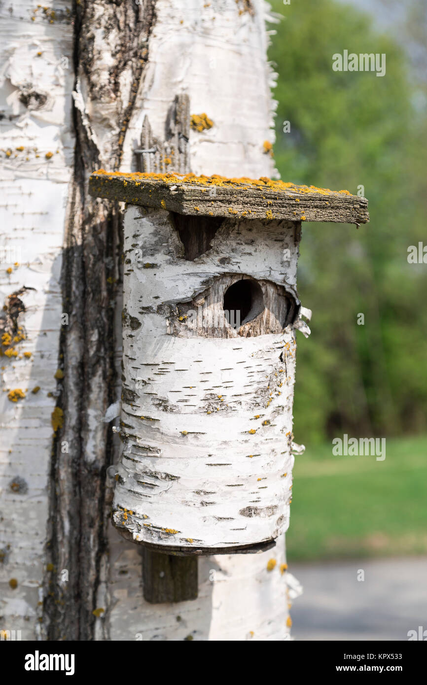 Birch Tree Bird House on Birch Stock Photo - Alamy
