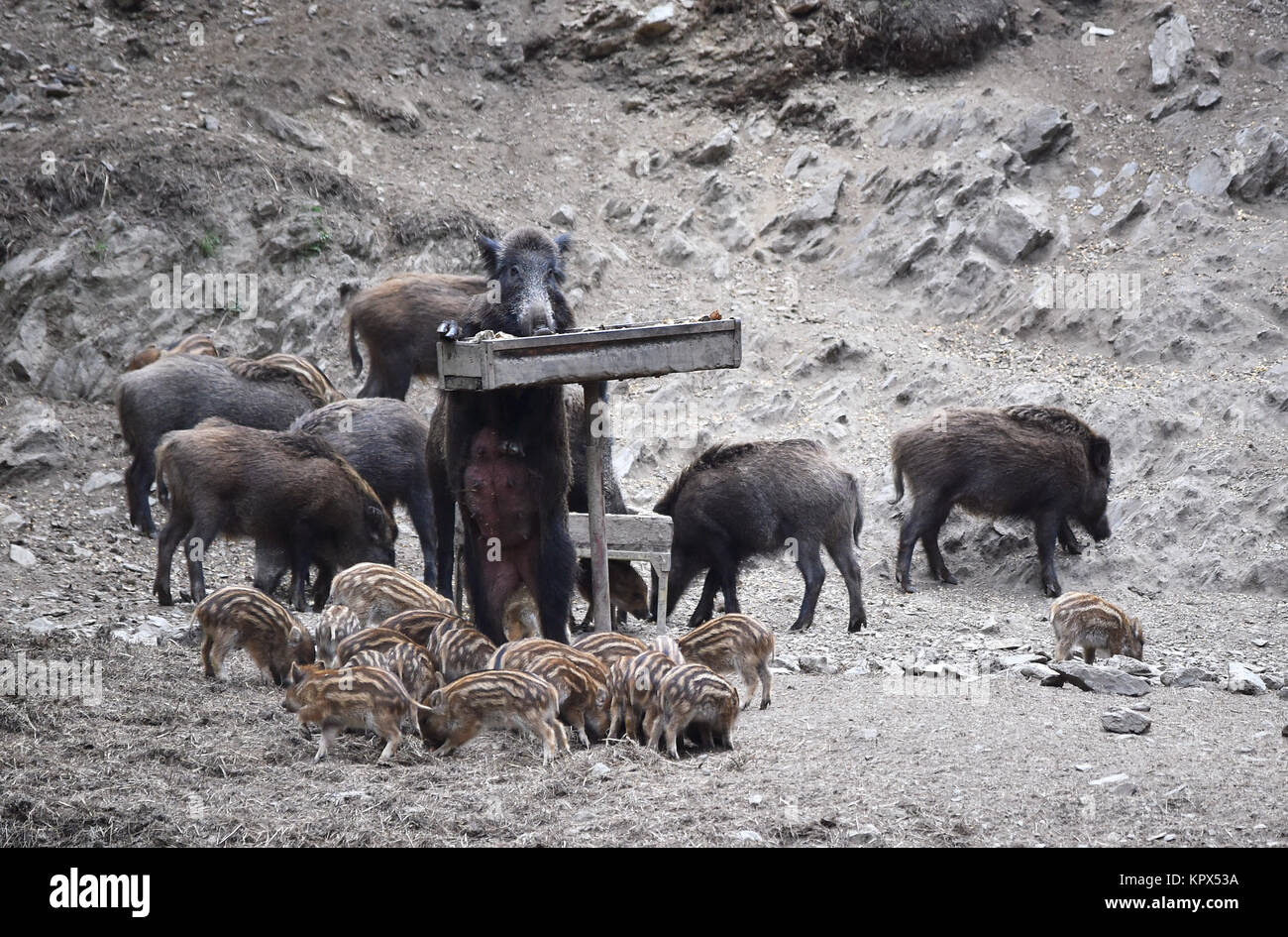 Feeding a pig hi-res stock photography and images - Alamy