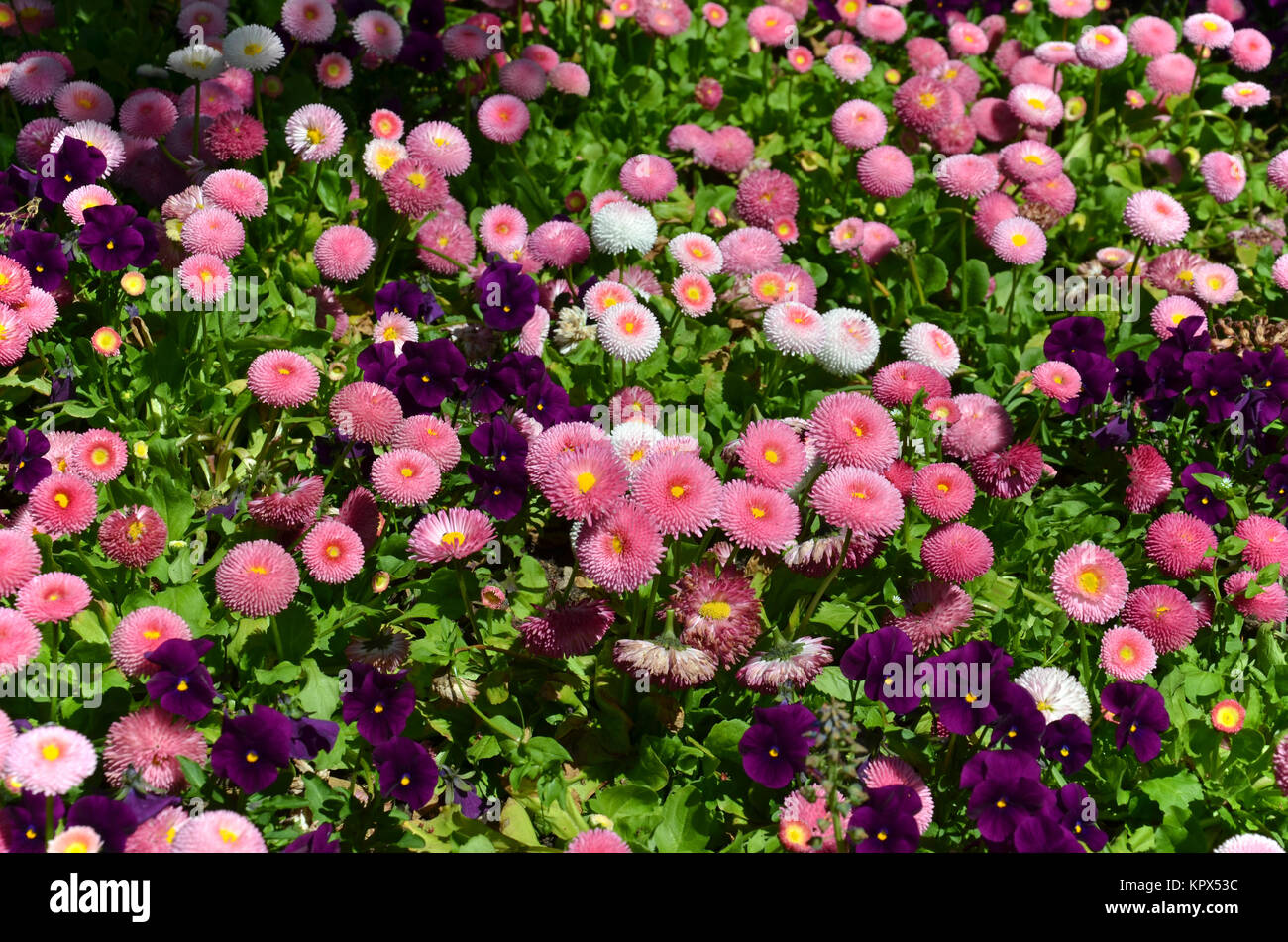 Daisy gardens hi-res stock photography and images - Alamy
