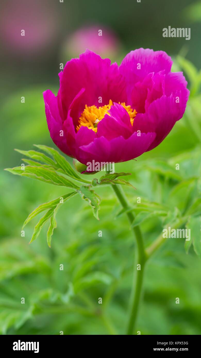 common peony / common peony Stock Photo - Alamy