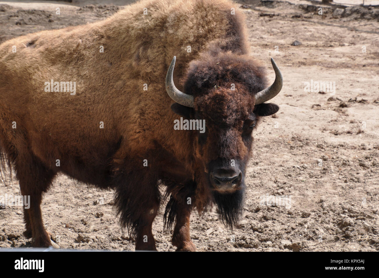 Bizon wildlife nature Stock Photo - Alamy
