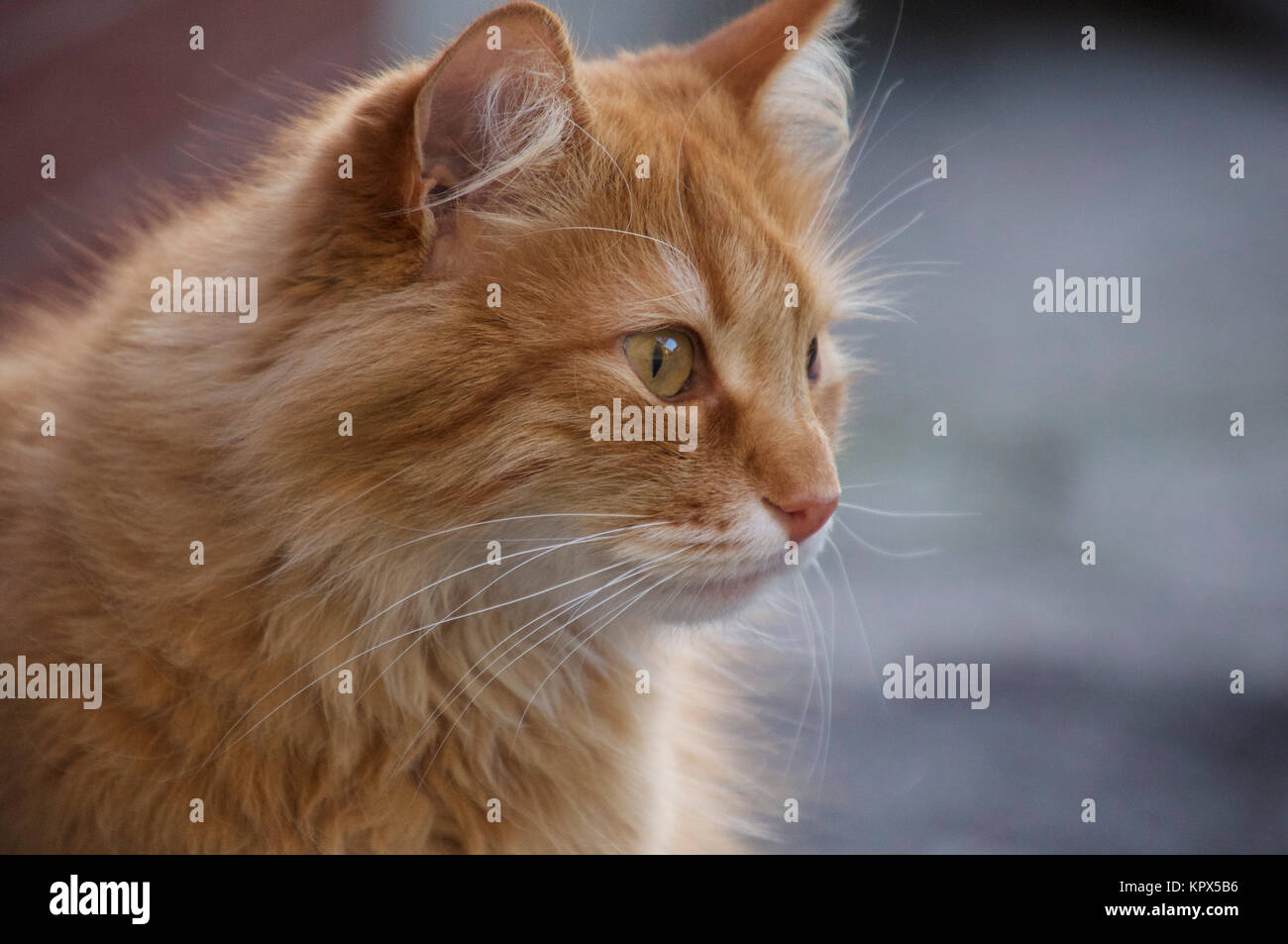 Portrait of a red cat Stock Photo - Alamy