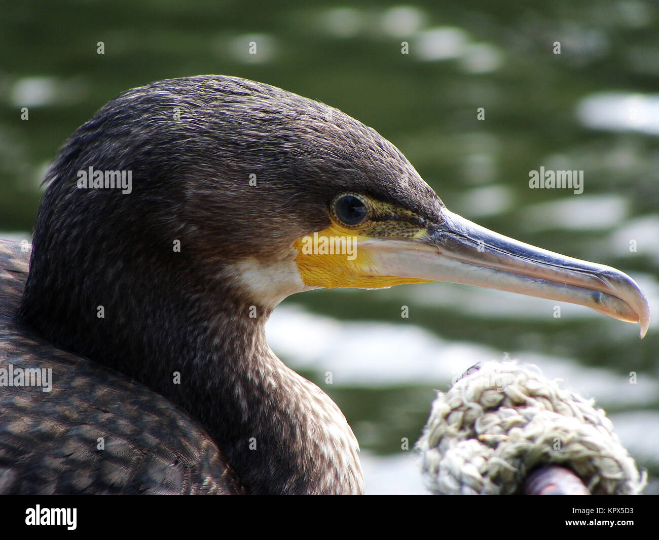 Cormorane hi-res stock photography and images - Alamy