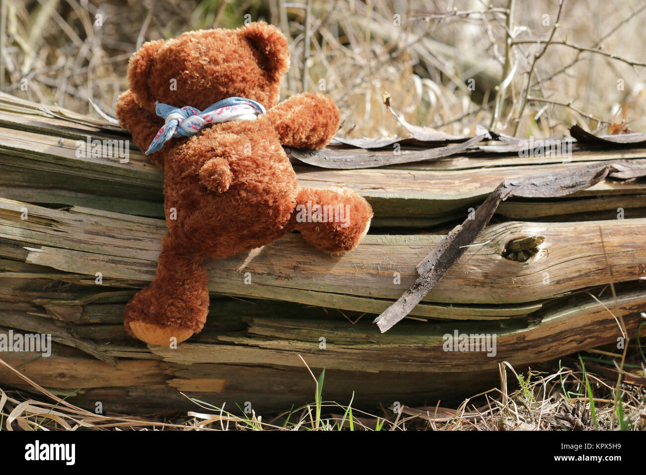 Teddy in the forest Stock Photo - Alamy