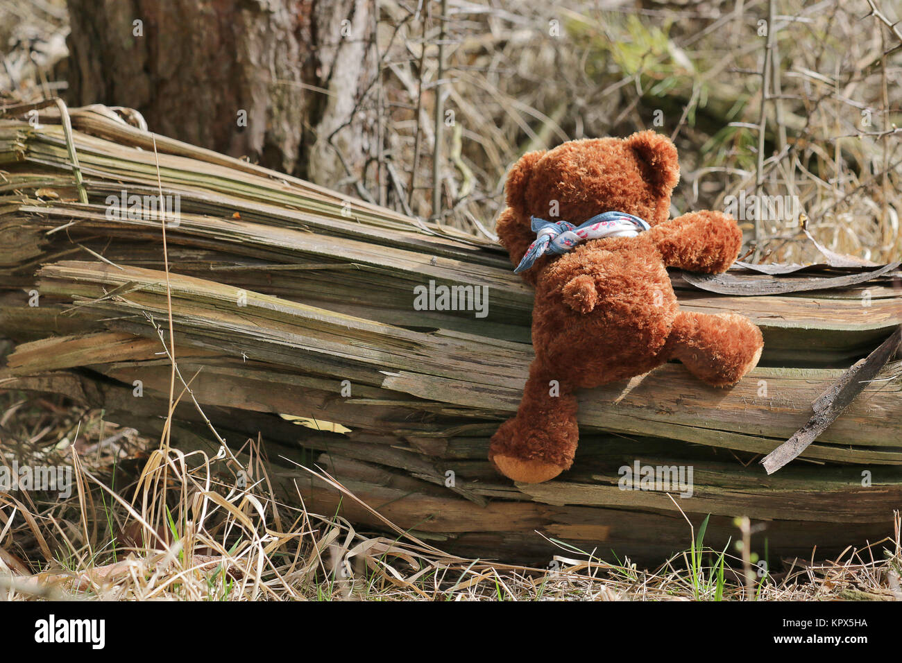 Teddybear forest hi-res stock photography and images - Alamy