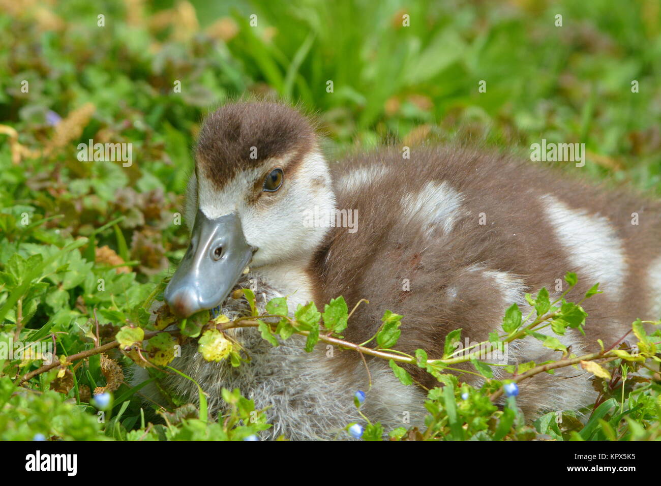 nile goat at the lake Stock Photo - Alamy