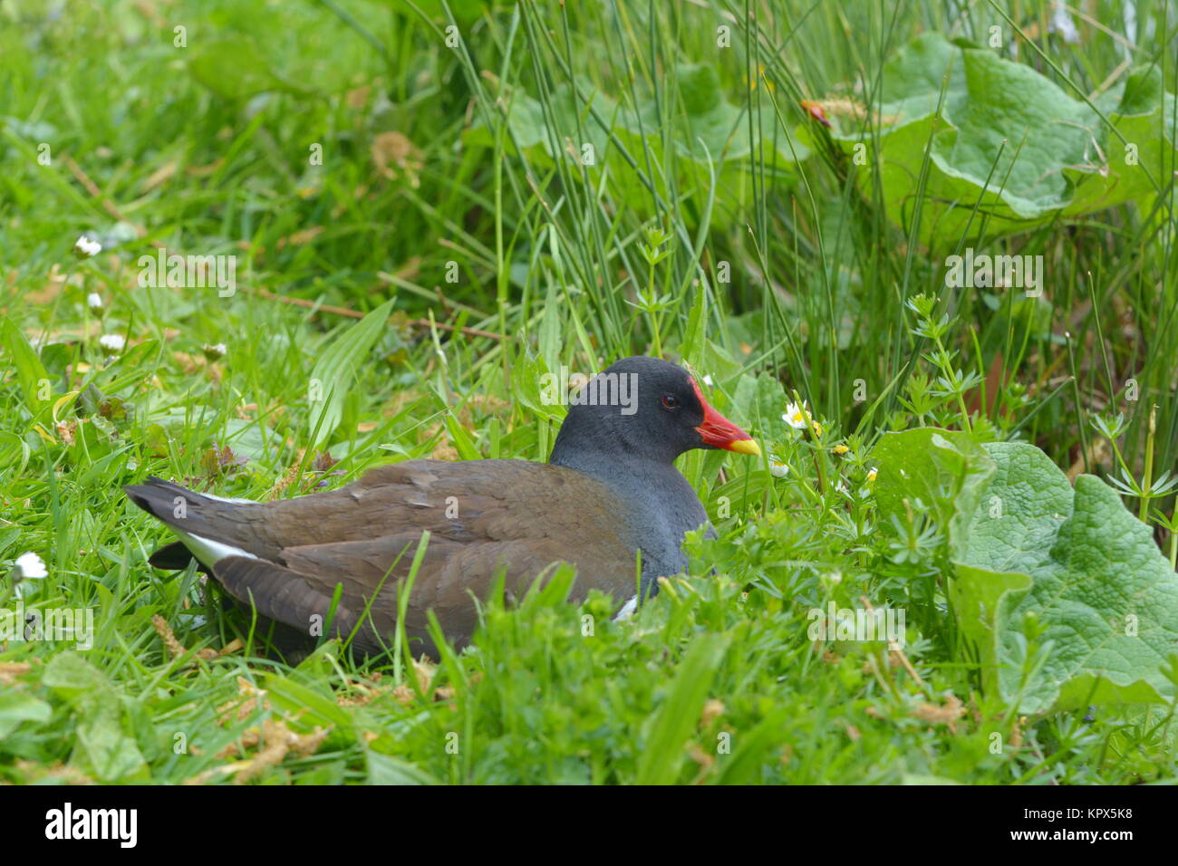 Pond chicken on the lake shore Stock Photo - Alamy
