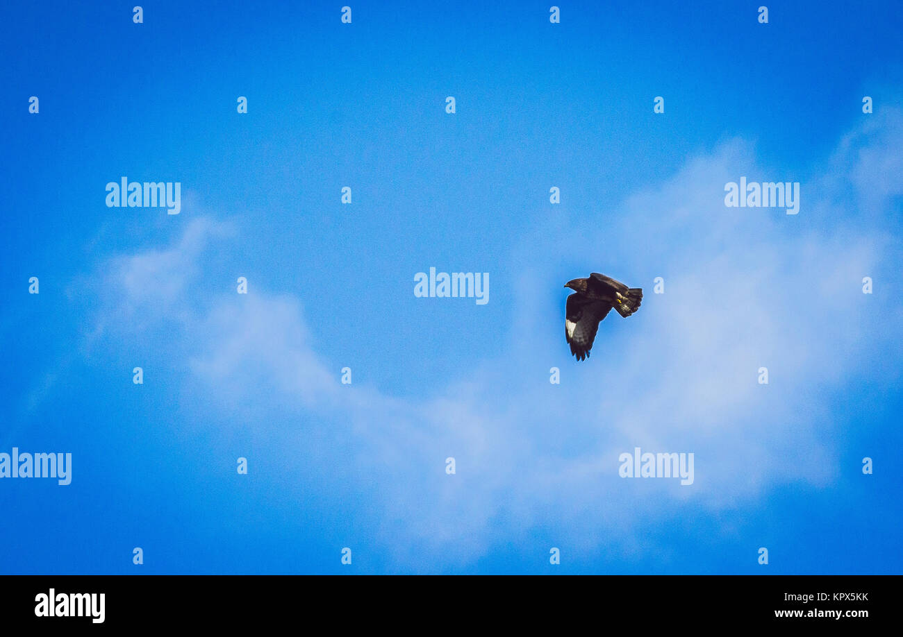 a german eagle flying in the skies Stock Photo - Alamy