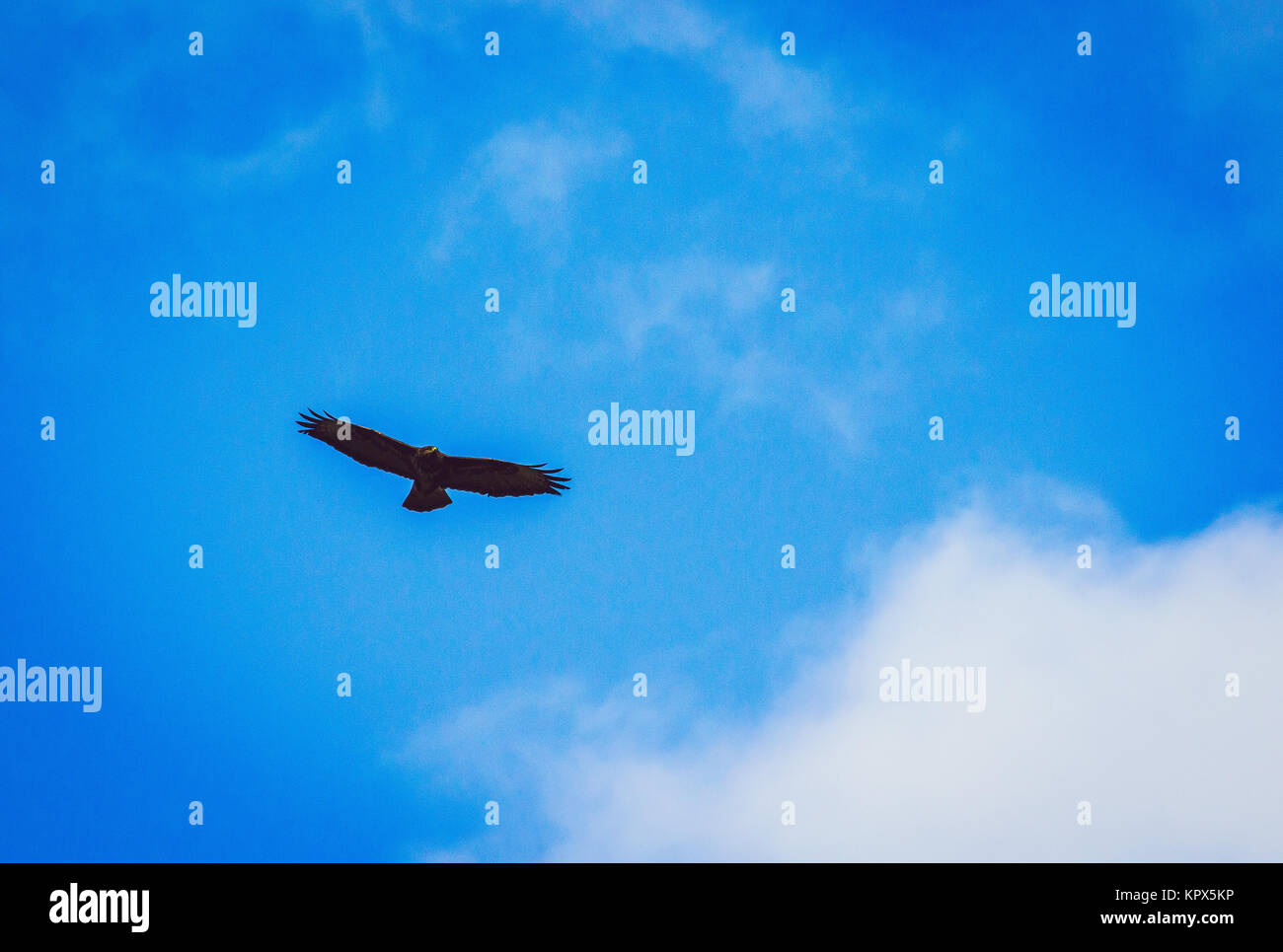 a german eagle flying in the skies Stock Photo - Alamy
