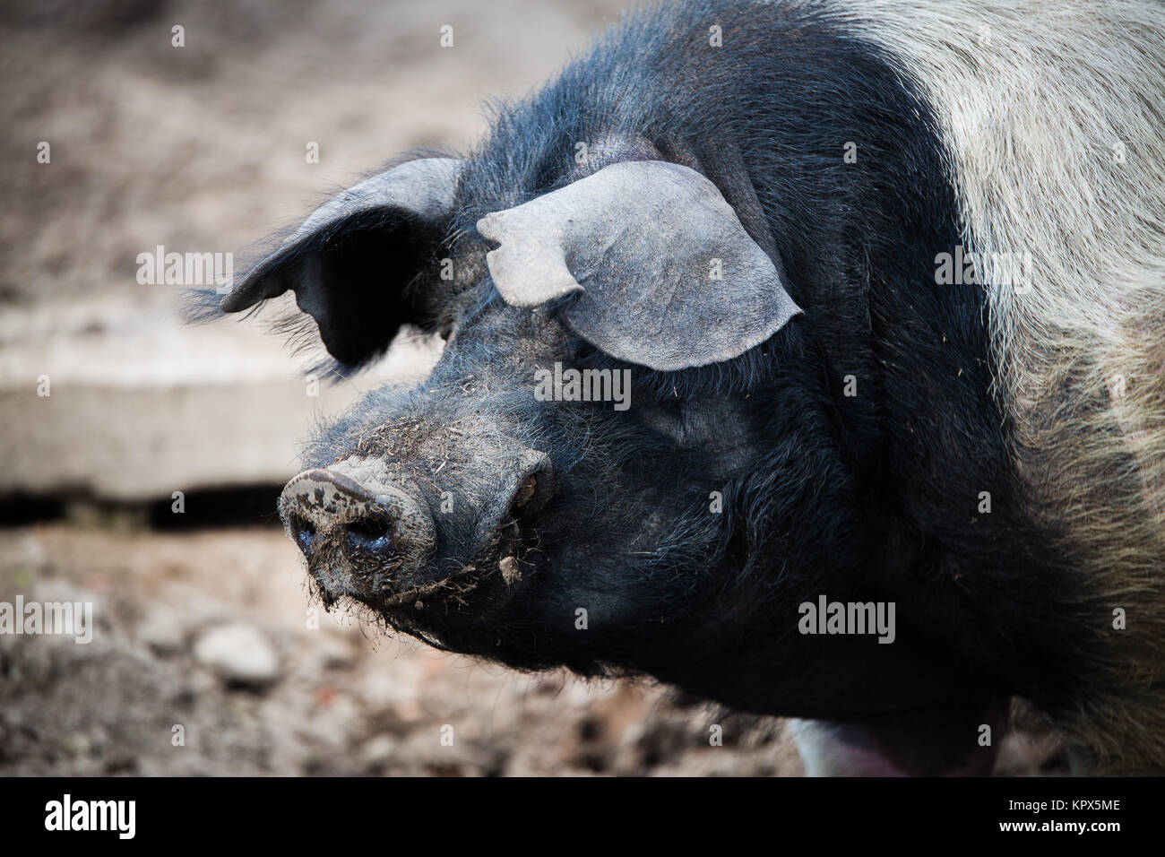 pig with big snout in the mud Stock Photo - Alamy