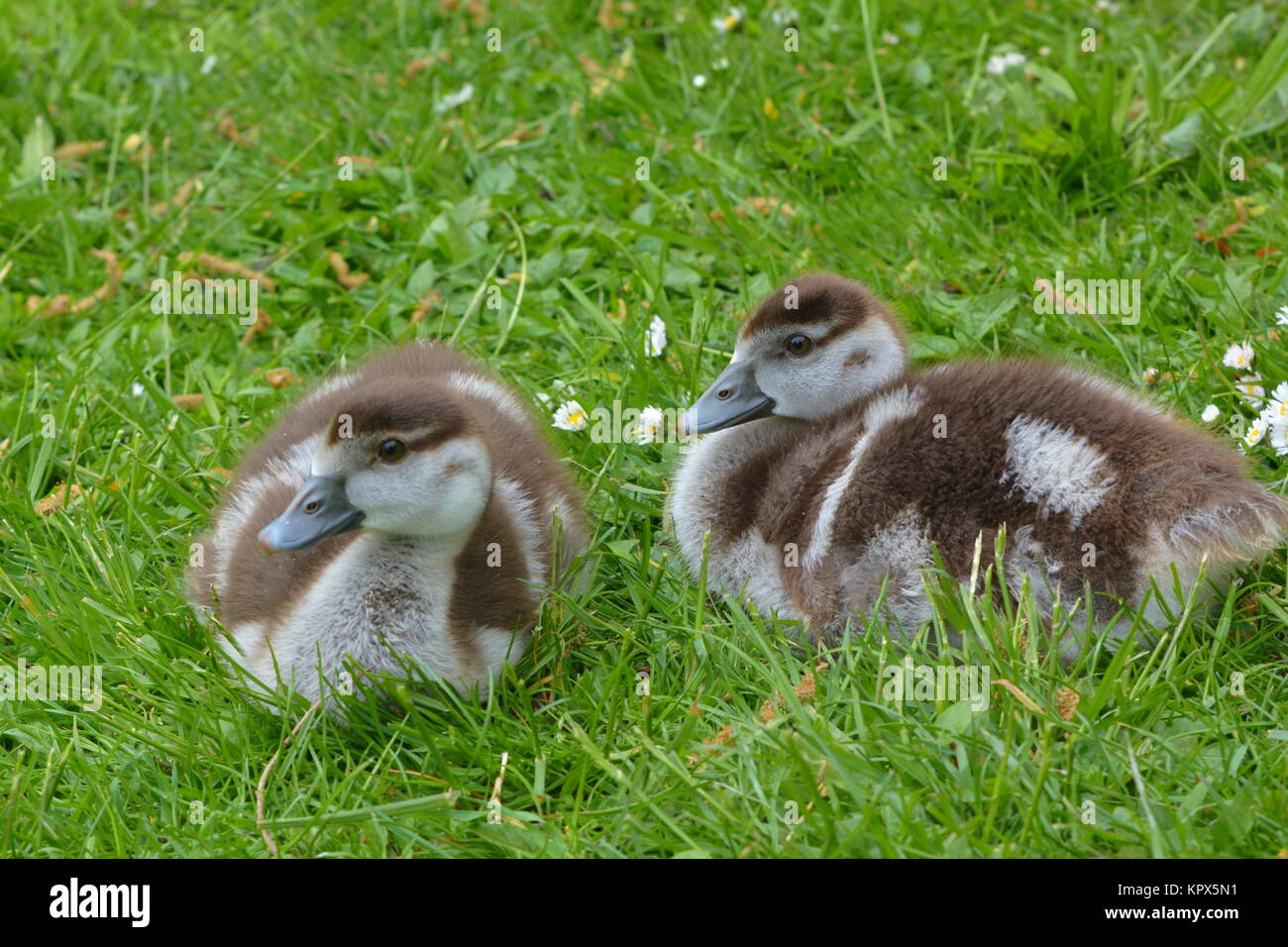 Ken see hi-res stock photography and images - Alamy