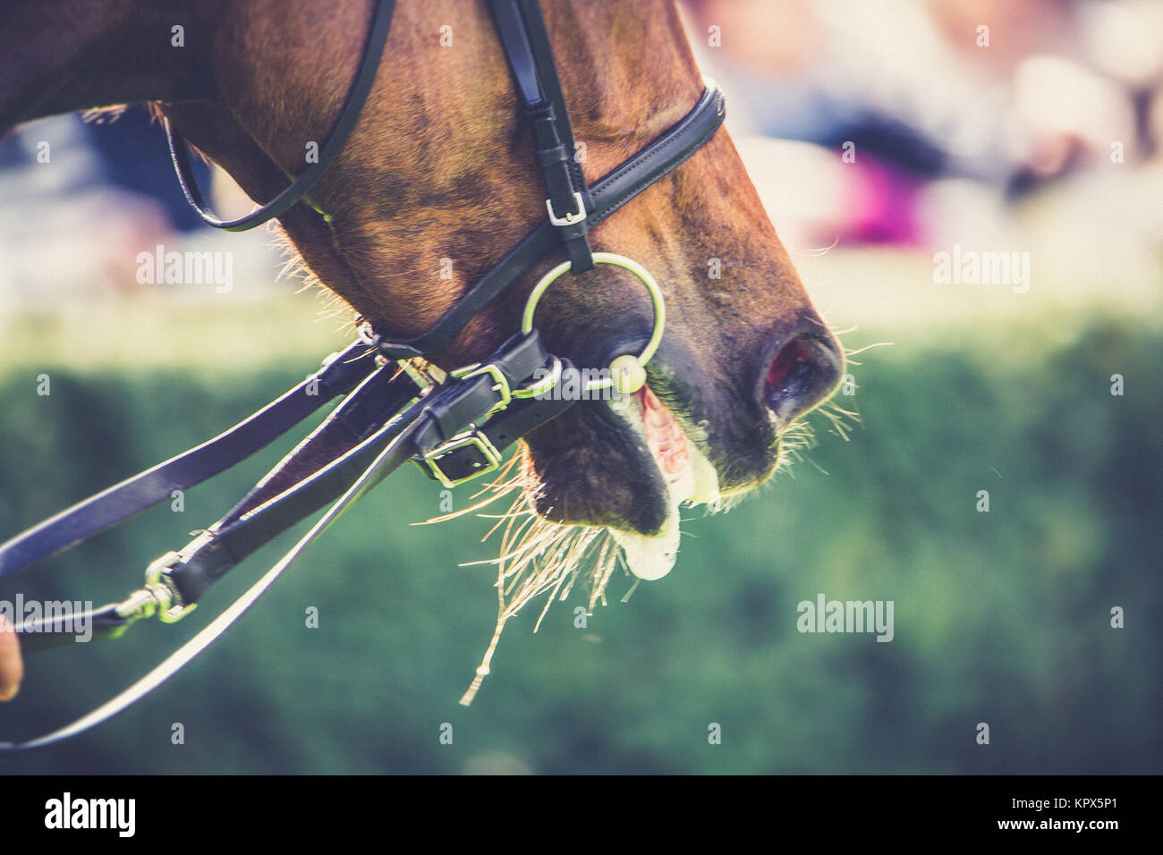 exhausted horse after racing circuit competition Stock Photo - Alamy