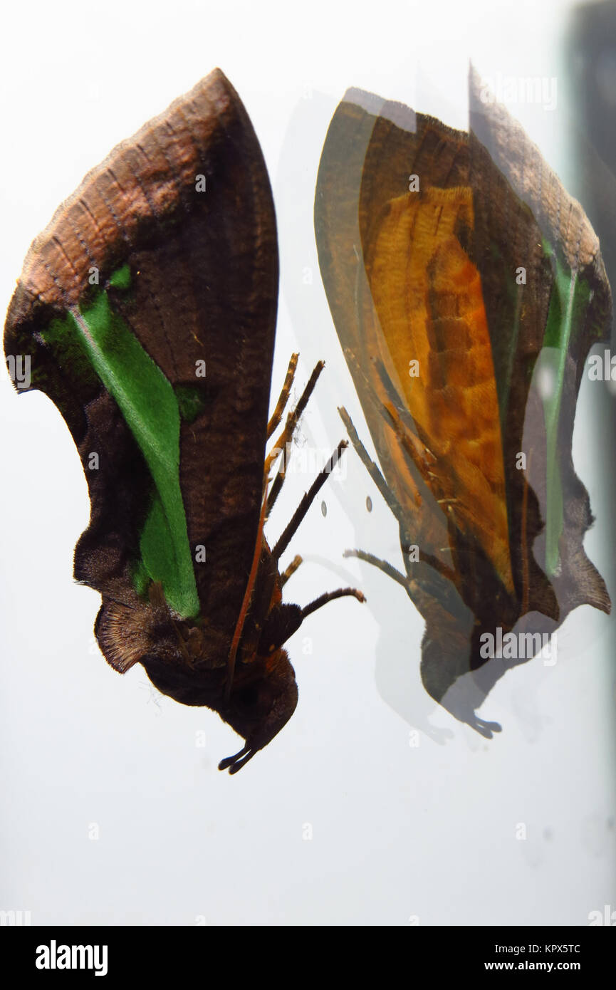 Reflection insect hi-res stock photography and images - Alamy
