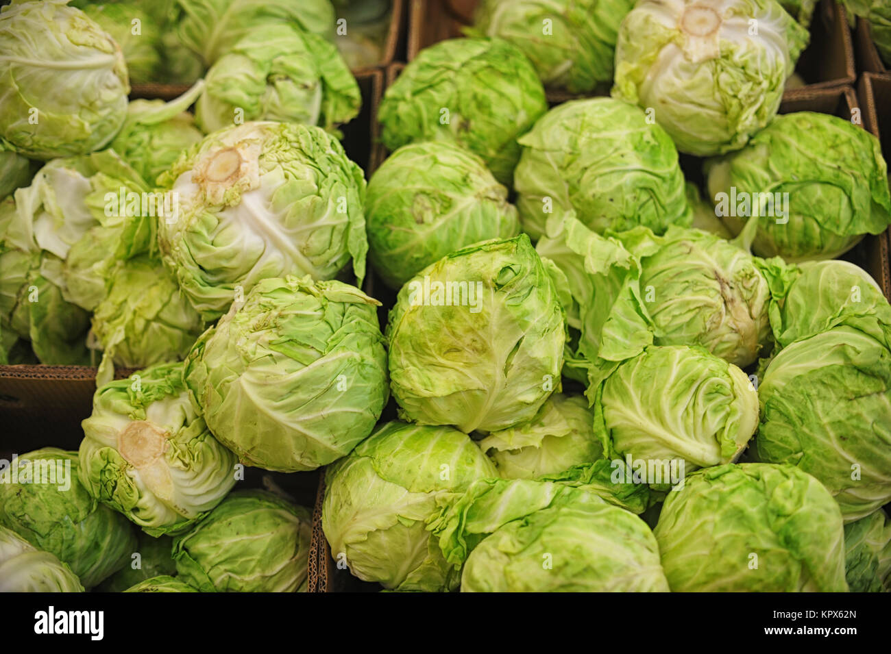 green fresh cabbage Stock Photo - Alamy