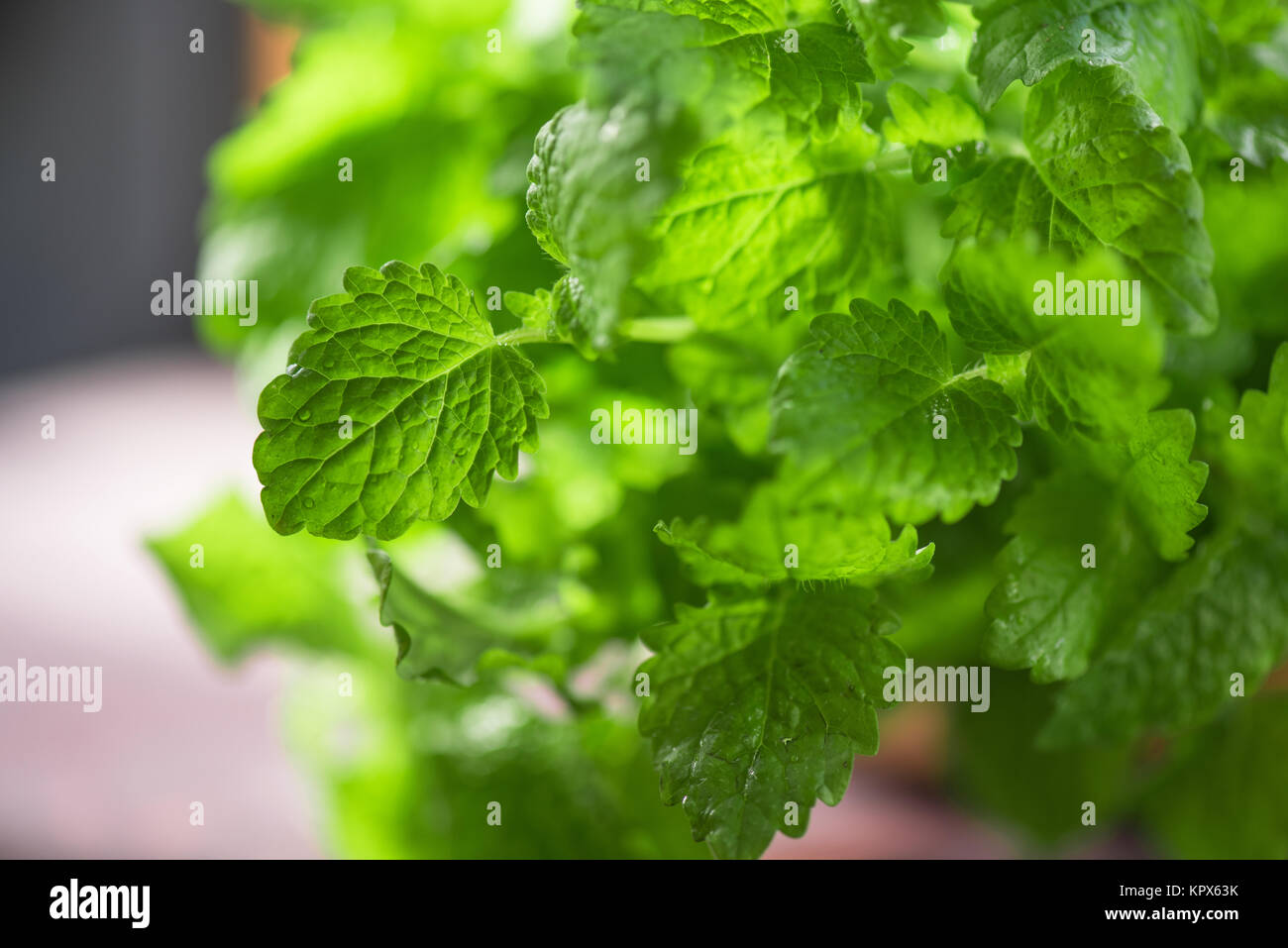 Green fresh melissa Stock Photo - Alamy