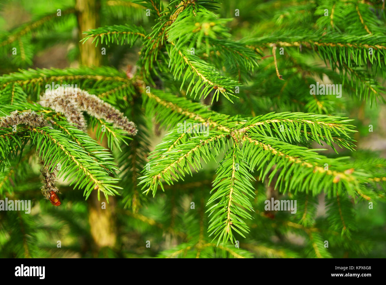 Fir Tree Plant Stock Photo - Alamy