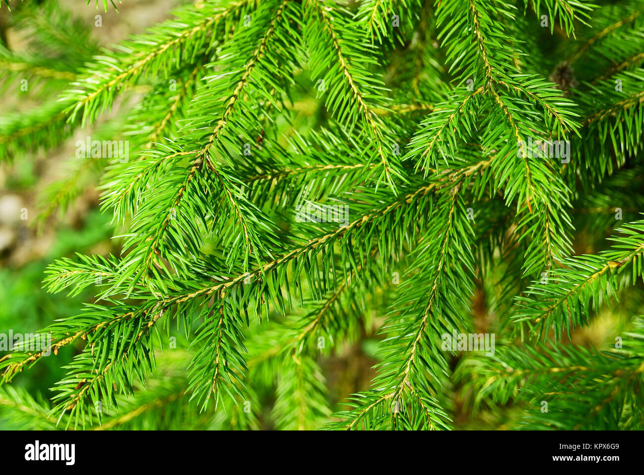 Fir Tree Plant Stock Photo - Alamy