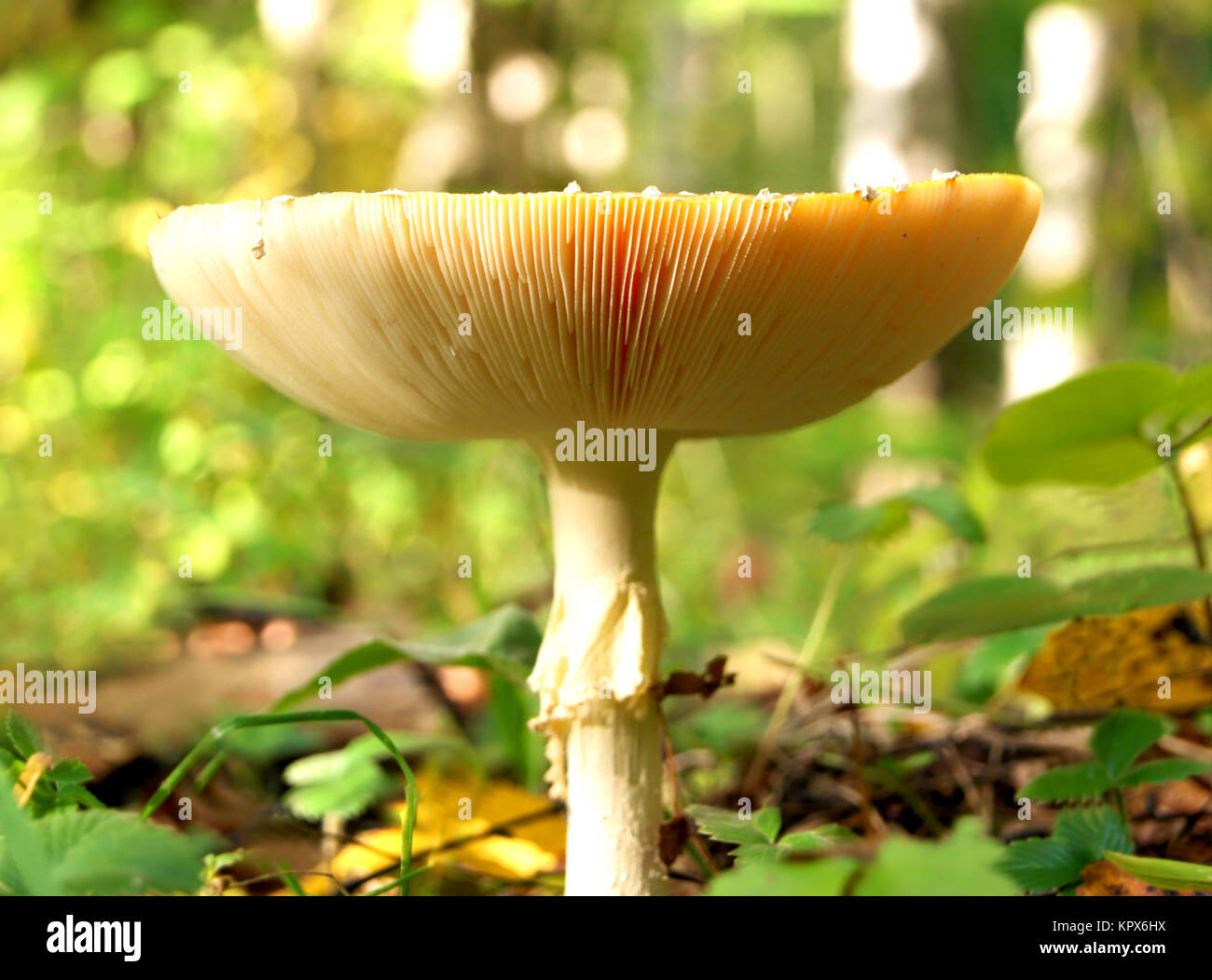 Front view of death cap Stock Photo - Alamy