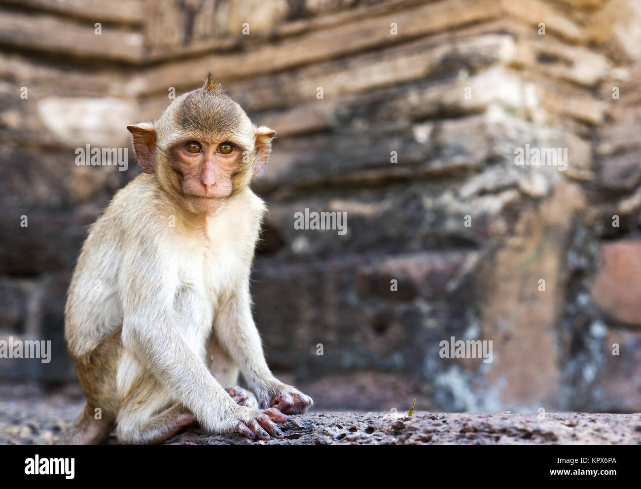 Child rhesus hi-res stock photography and images - Alamy