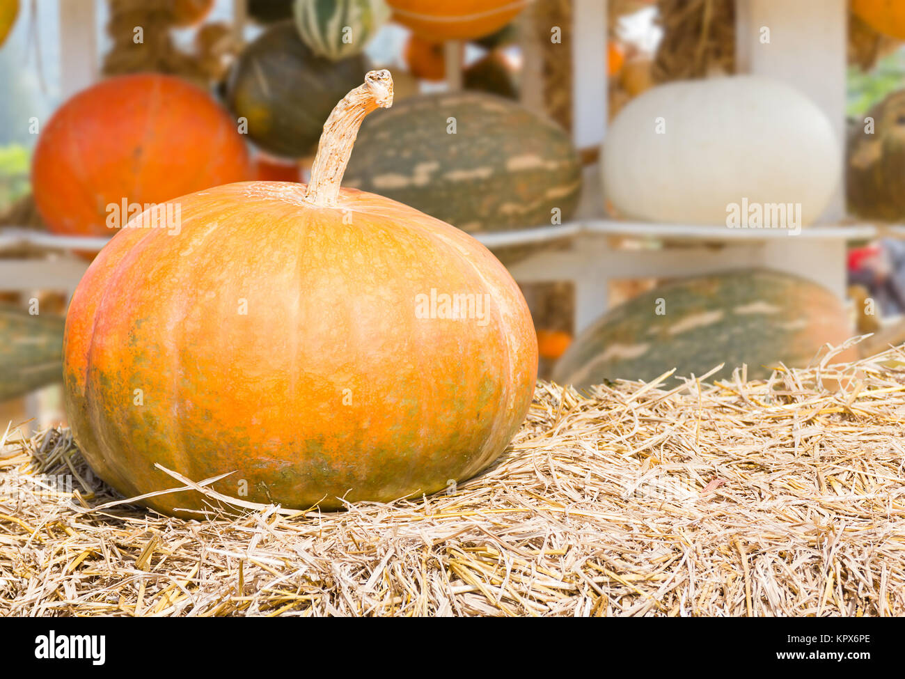 Pumpkin farm production in rural area Stock Photo - Alamy