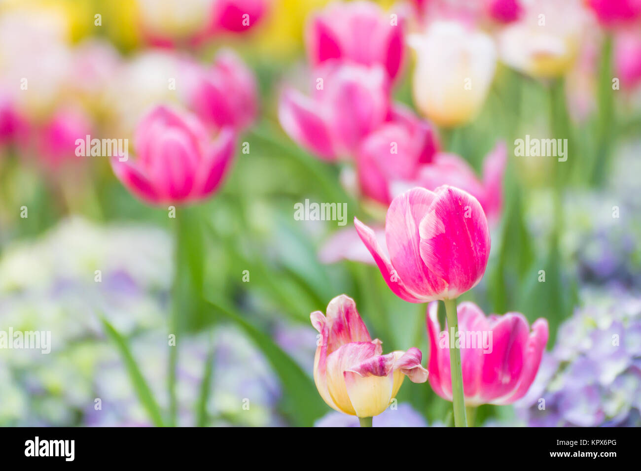 Pink tulip flower in garden Stock Photo - Alamy