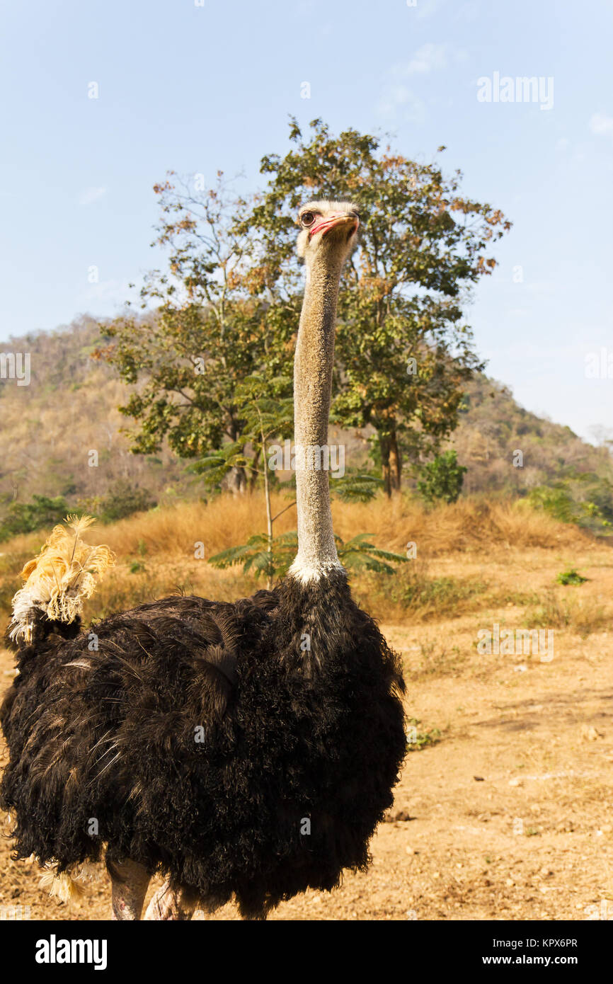 Portrait of ostrich Stock Photo - Alamy