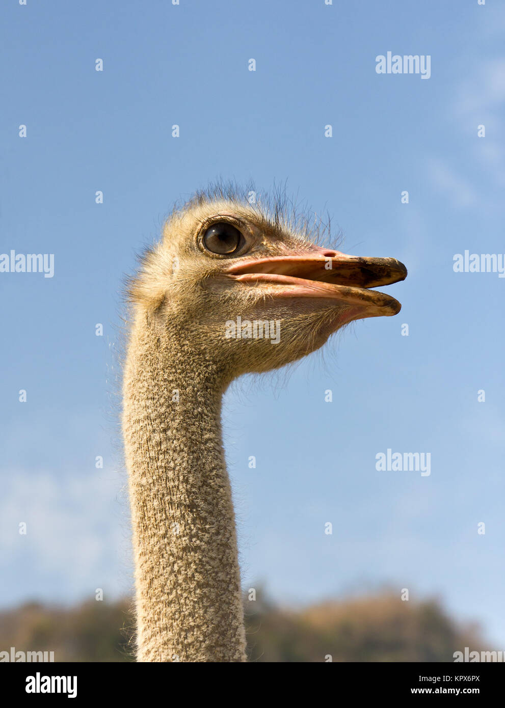 Portrait of ostrich Stock Photo - Alamy