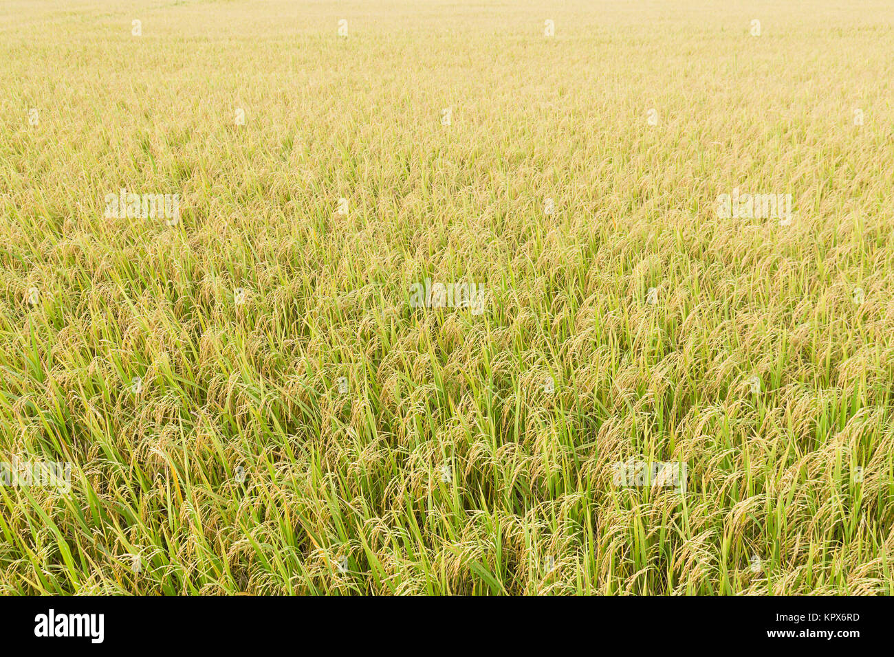 Rice fields in the tropics Stock Photo - Alamy