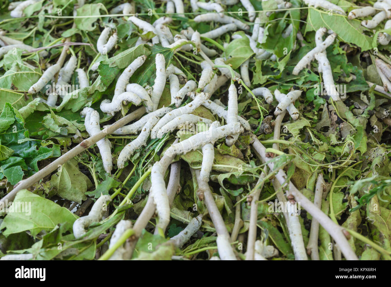 Silkworm Culture High Resolution Stock Photography and Images - Alamy