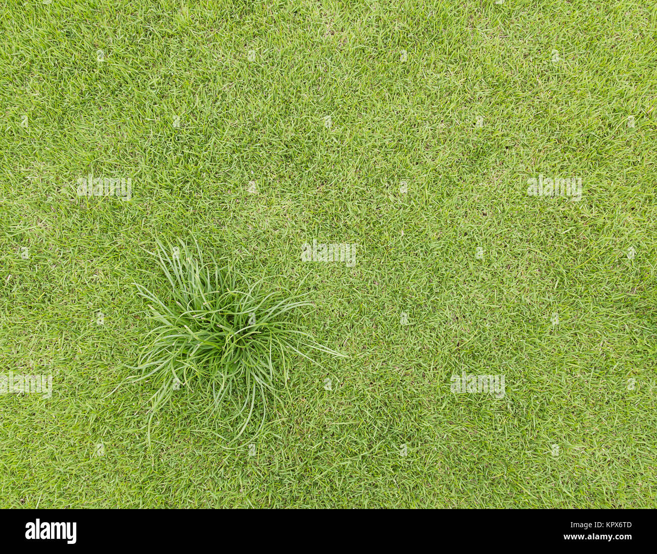 Topview Green grass on the field Stock Photo - Alamy