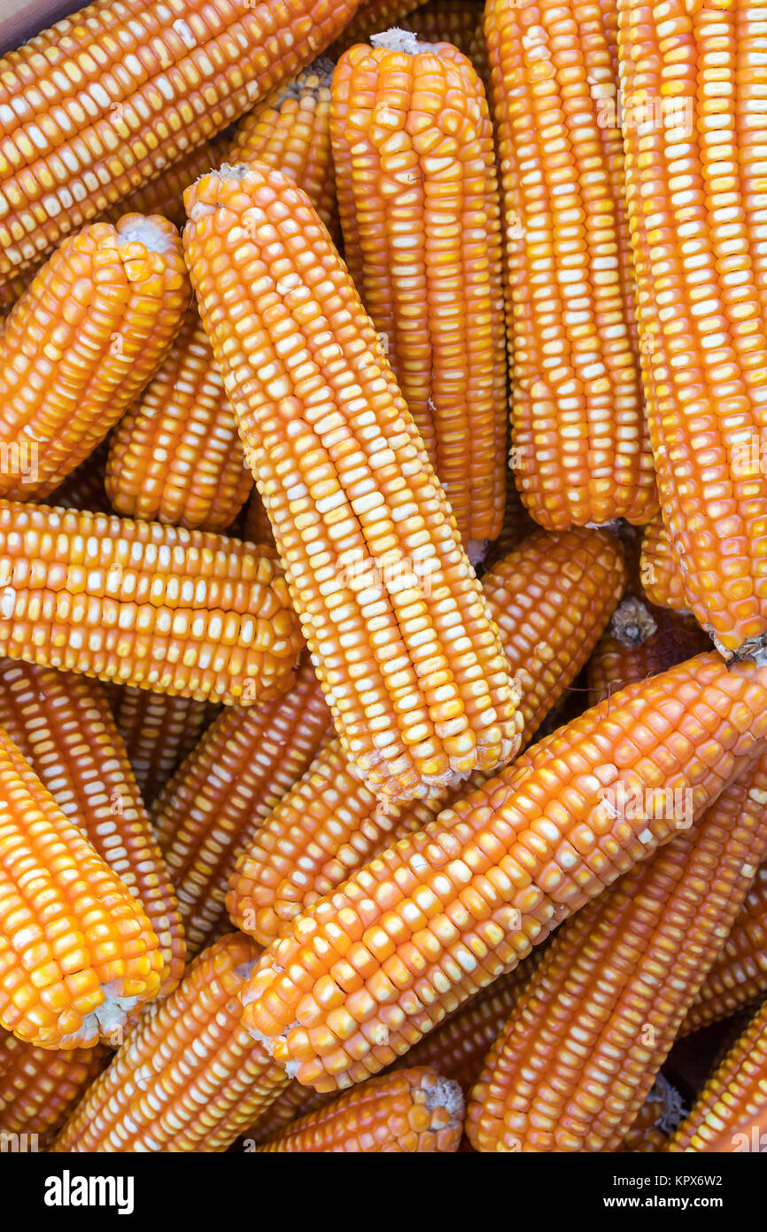 Yellow dried corn Stock Photo - Alamy