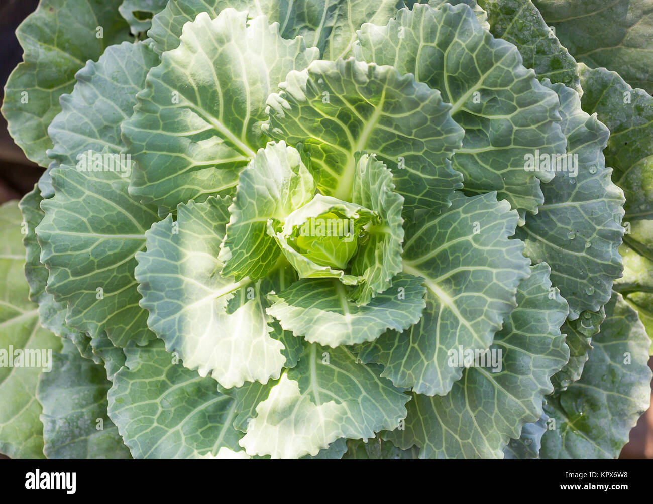 Young green cabbage in garden Stock Photo - Alamy