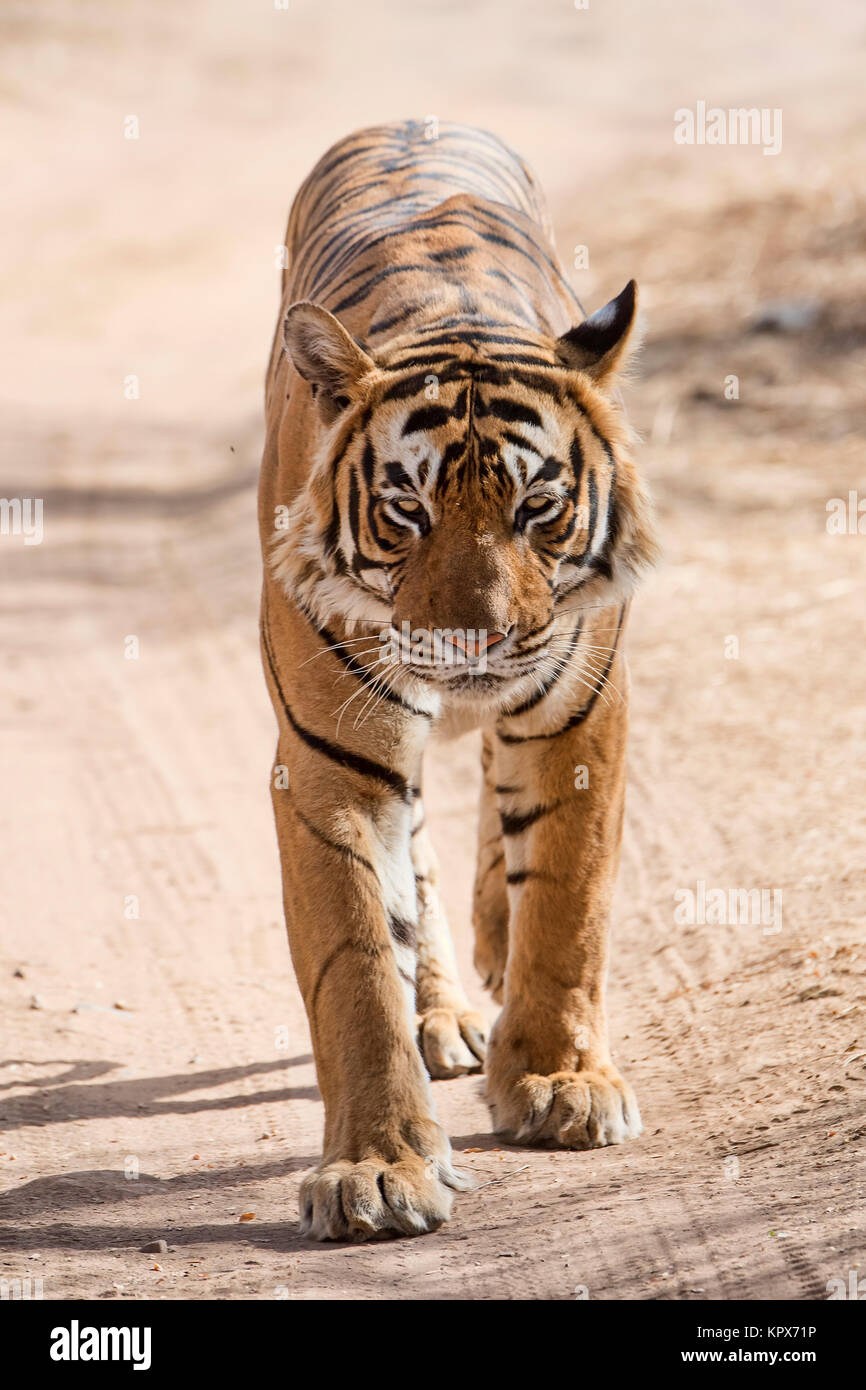 Konigstiger hi-res stock photography and images - Alamy