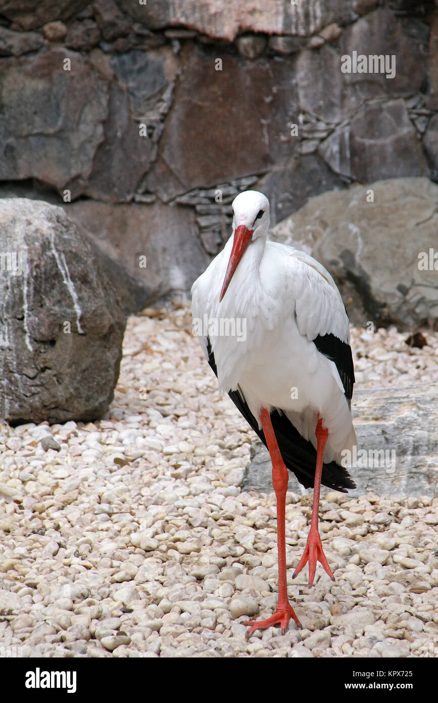 White stork with snake hi-res stock photography and images - Alamy