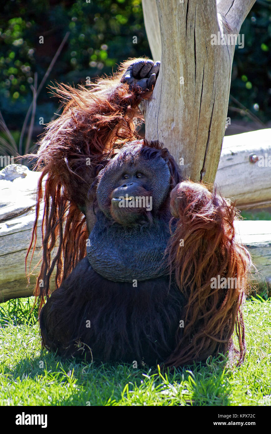 Outang hi-res stock photography and images - Alamy