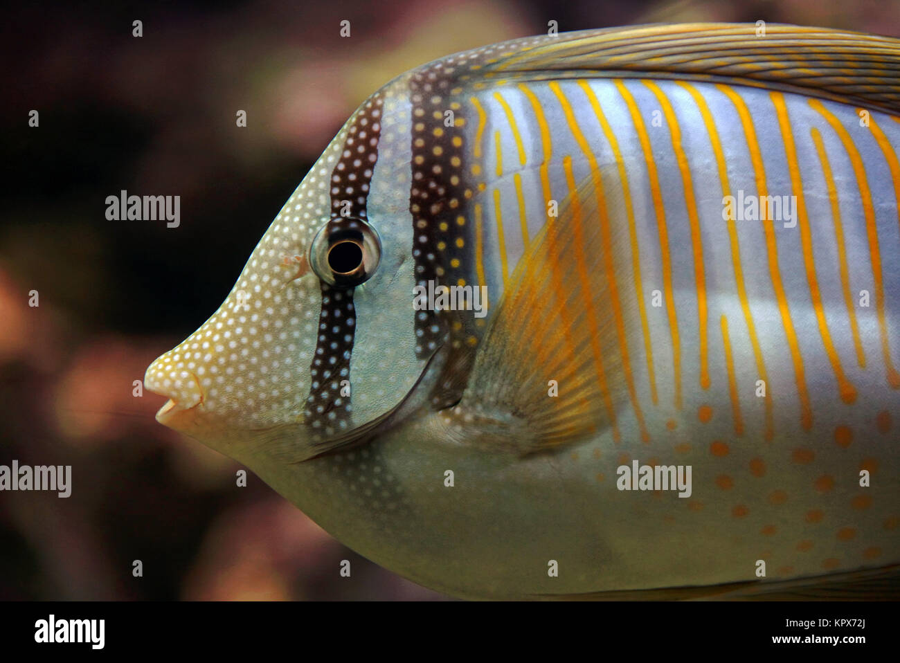 sail fin doctor fish Stock Photo - Alamy