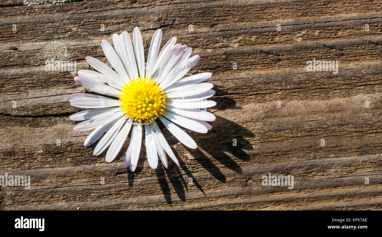 Wild daisy over wooden weathered background Stock Photo - Alamy