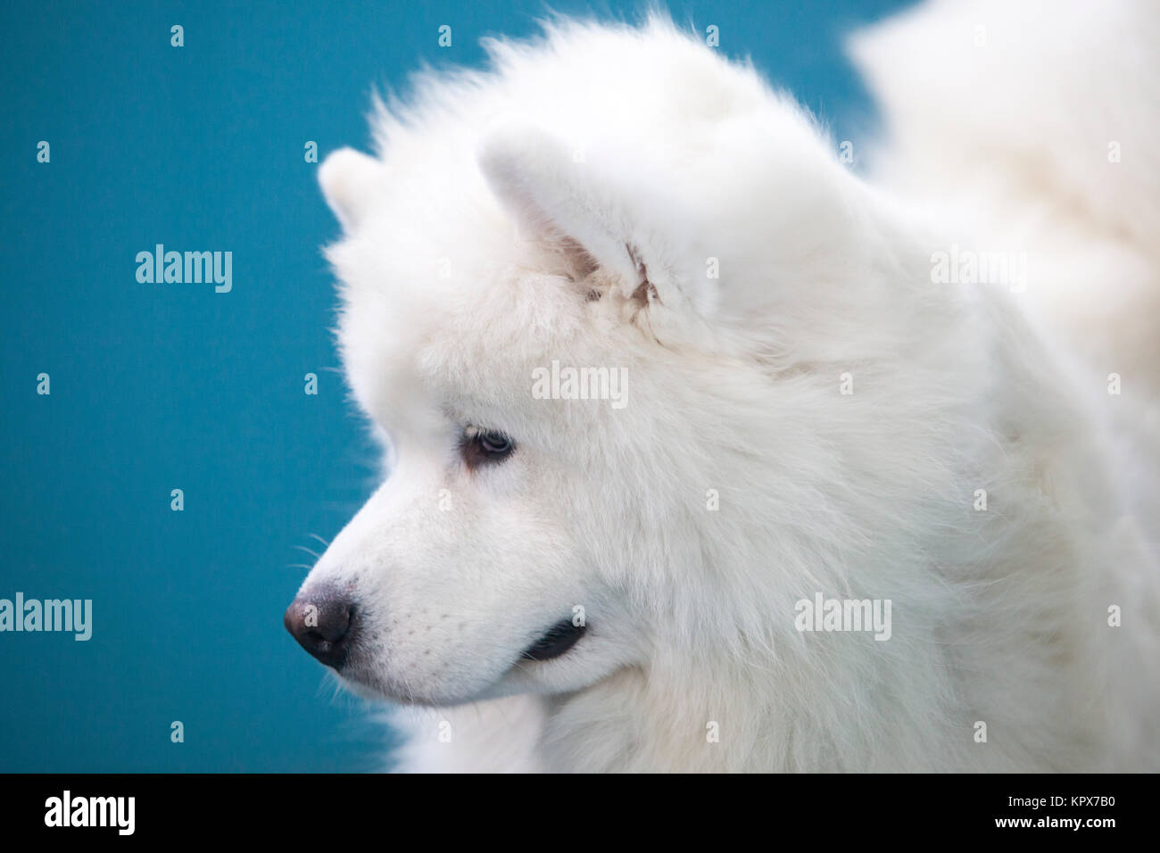 Smiling Sammy Stock Photos & Smiling Sammy Stock Images - Alamy