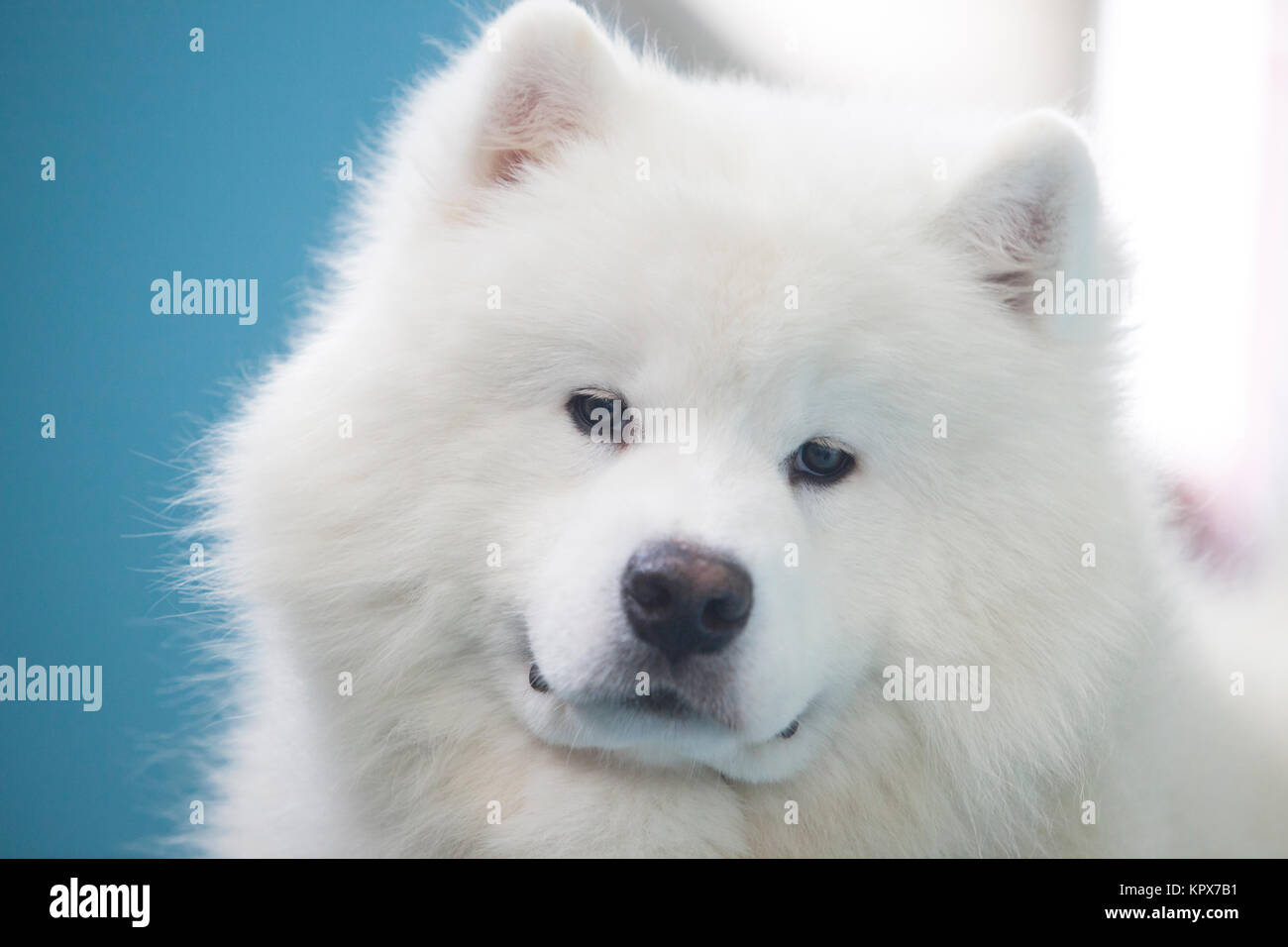 Smiling Sammy dog isolated over blue background Stock Photo - Alamy