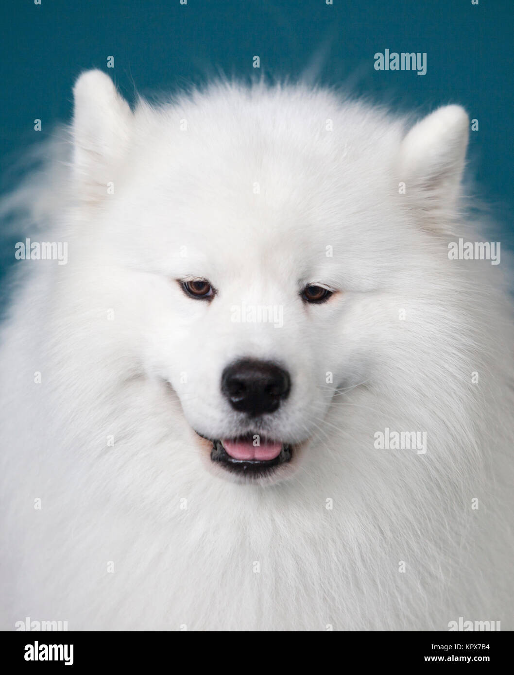 Smiling Sammy dog isolated over blue background Stock Photo - Alamy