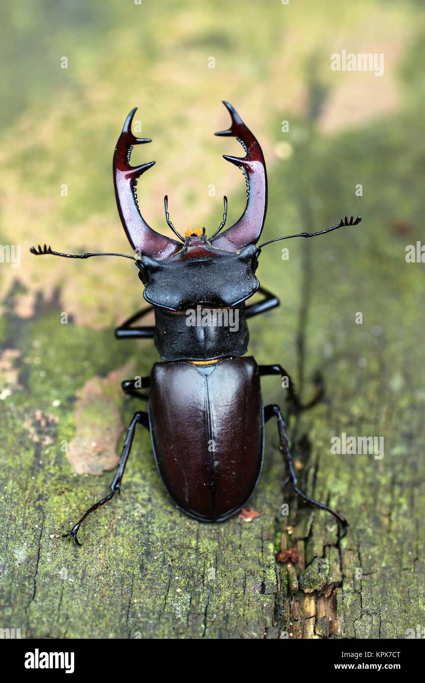 Insect beetle armour antenna hi-res stock photography and images - Alamy
