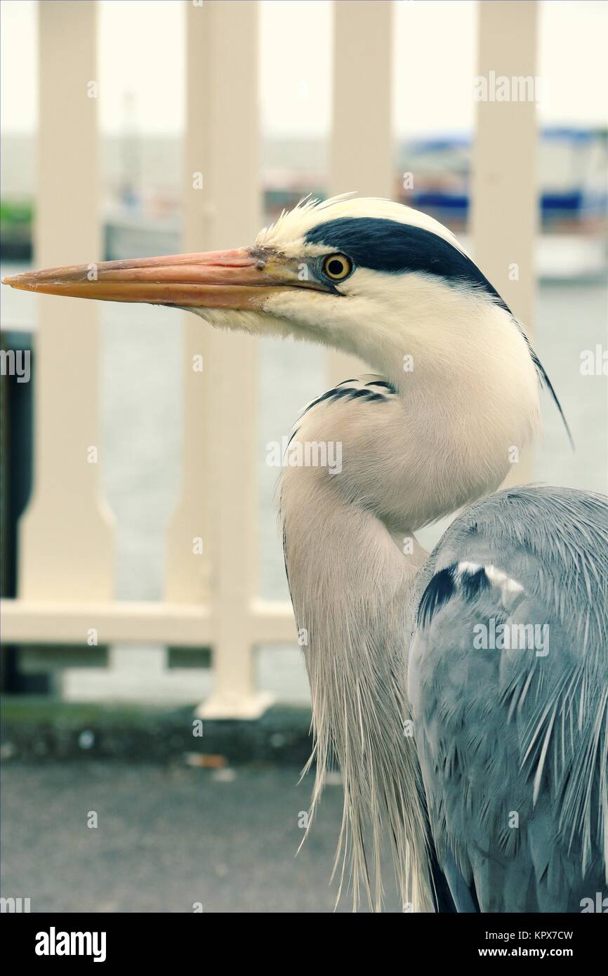 Heron on the prowl hi-res stock photography and images - Alamy