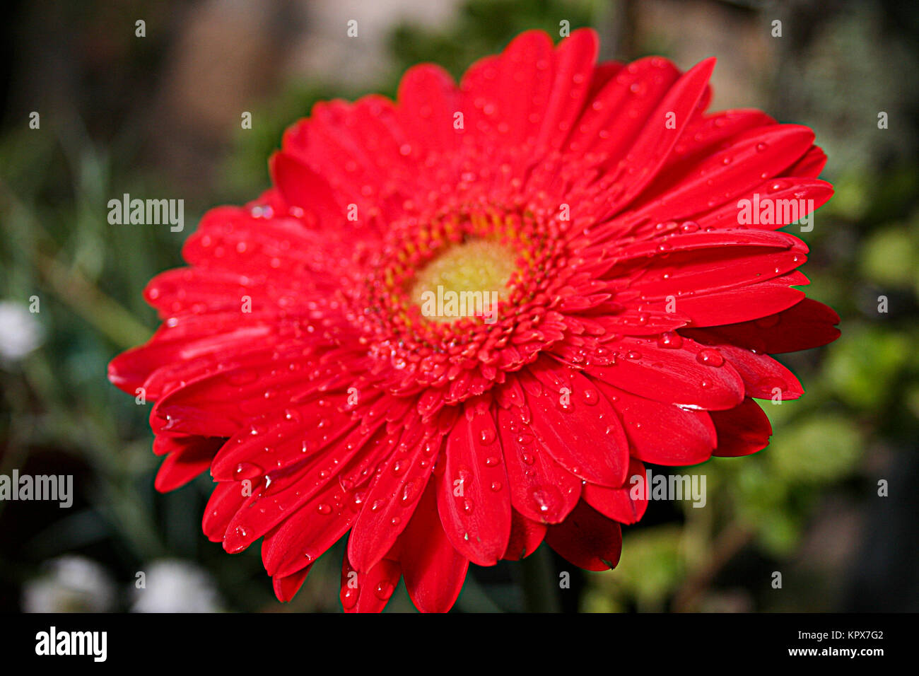 Full dew flower Stock Photo - Alamy