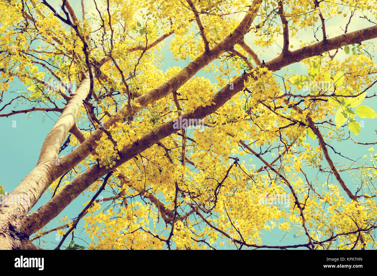 Yellow flowers indian laburnum hi-res stock photography and images - Alamy